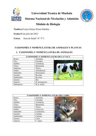 Filo De Clasificación De Animales