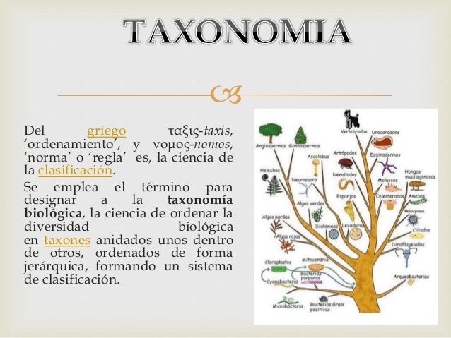 Taxonomia Definicion