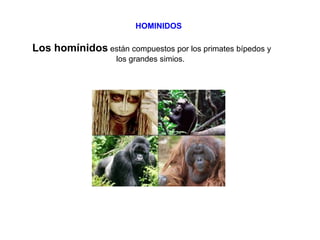 TAXONOMIA DEL HOMBRE | PPTX