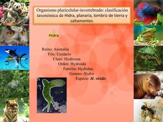 Taxonomia animal | PPTX