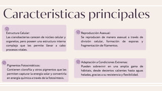 TAXONOMIA CIANOBACTERIAS MICROBIOLOGIA DE | PPTX