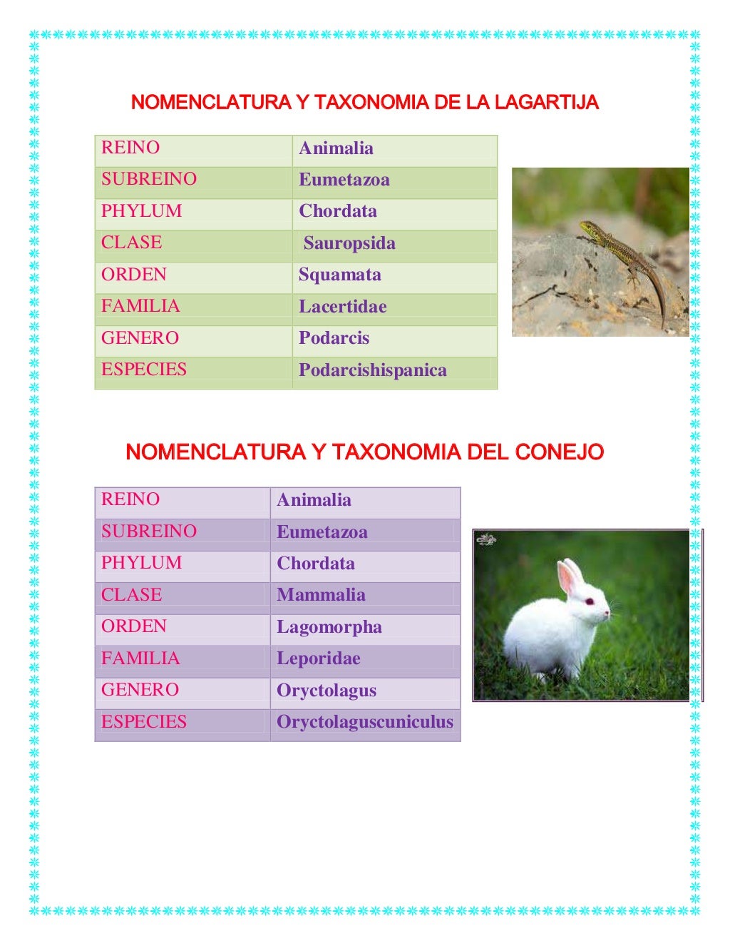 Taxonomia de animales y vegetales