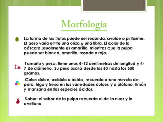 Taxonomia de la guayaba | PPT