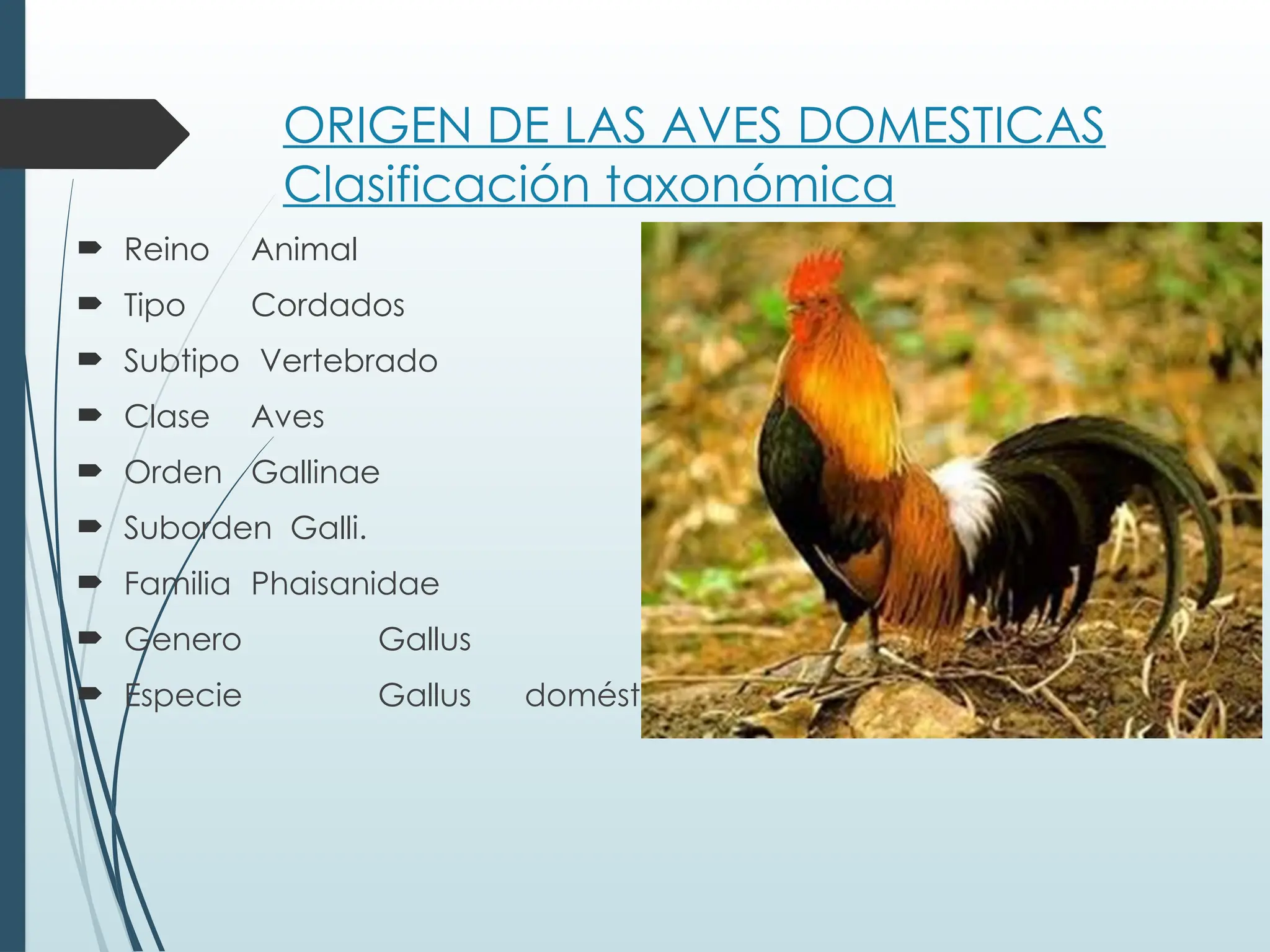 Taxonomia de las aves - Anatomía de la gallina | PPTX