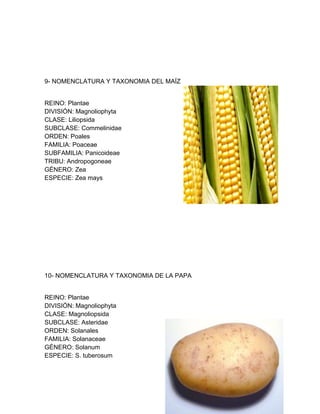 Taxonomia de plantas | DOCX