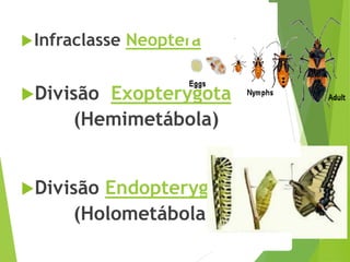 Taxonomia filo arthropoda, classe insecta | PDF