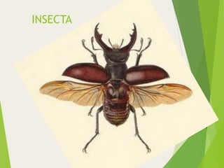 Taxonomia filo arthropoda, classe insecta | PDF