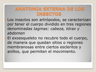 Taxonomia insectos | PPTX