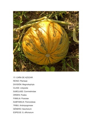 Taxonomia plantas | DOCX