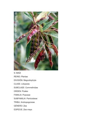 Taxonomia plantas | PDF