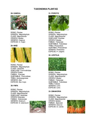 Taxonomia plantas | DOCX