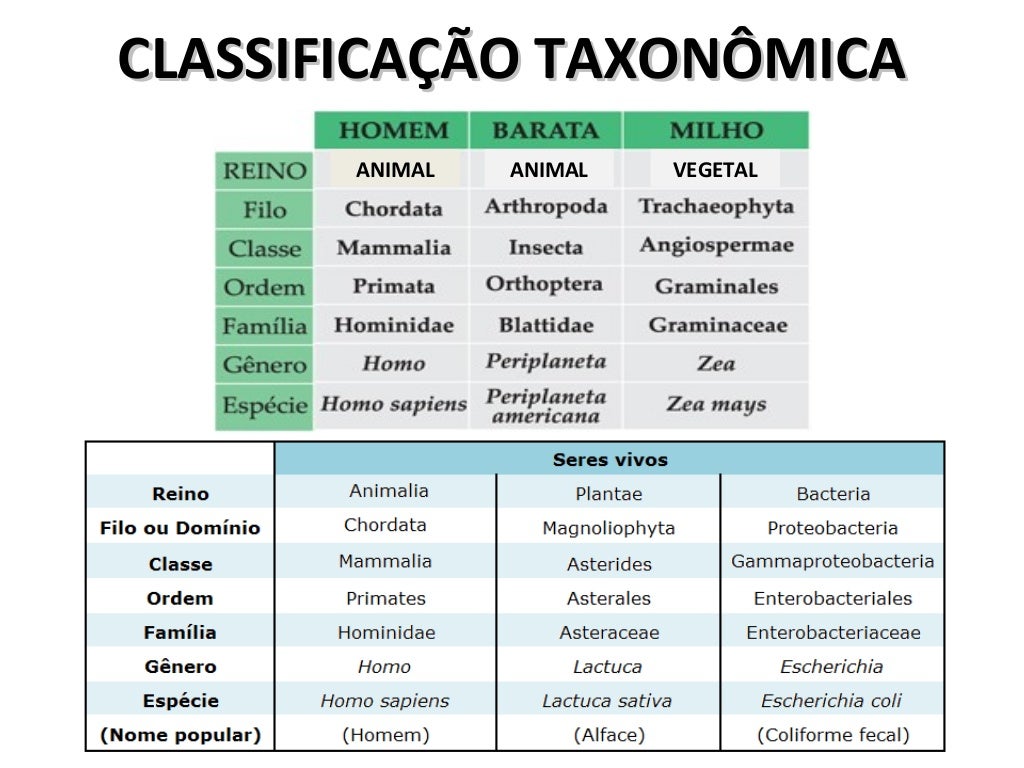 Definicin De Taxonomia Significado De Taxonomia Taxonomía NIC / NOC