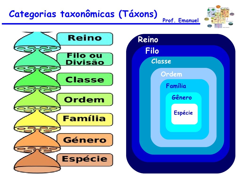 Taxonomia