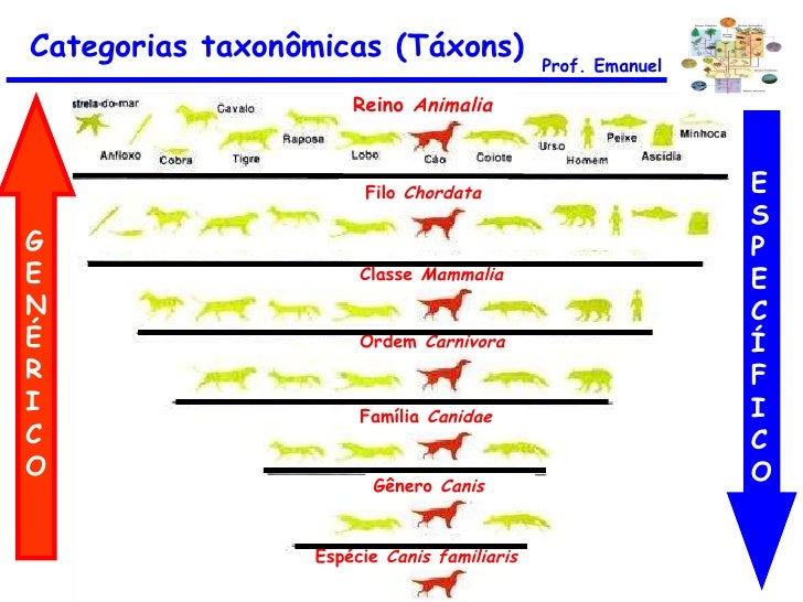 Taxonomia