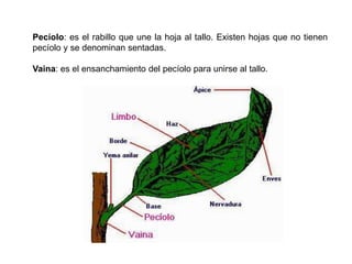 introduccion a la taxonomia vegetal tipos de identificacion envegetales ...
