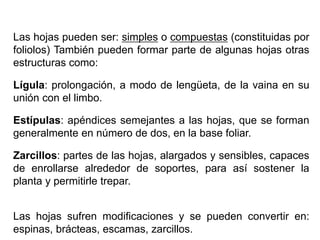 introduccion a la taxonomia vegetal tipos de identificacion envegetales ...