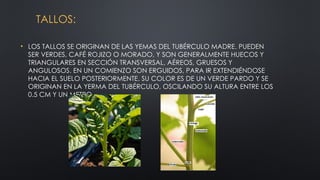 MORFOLOGIA Y PROCESO DE CRECIMIENTO DE LA PAPA (SOLANUM TUBEROSUM) | PPTX