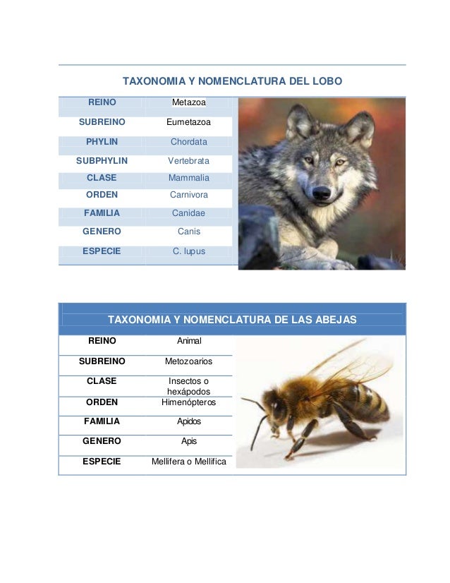Lista De Taxonomía Animal