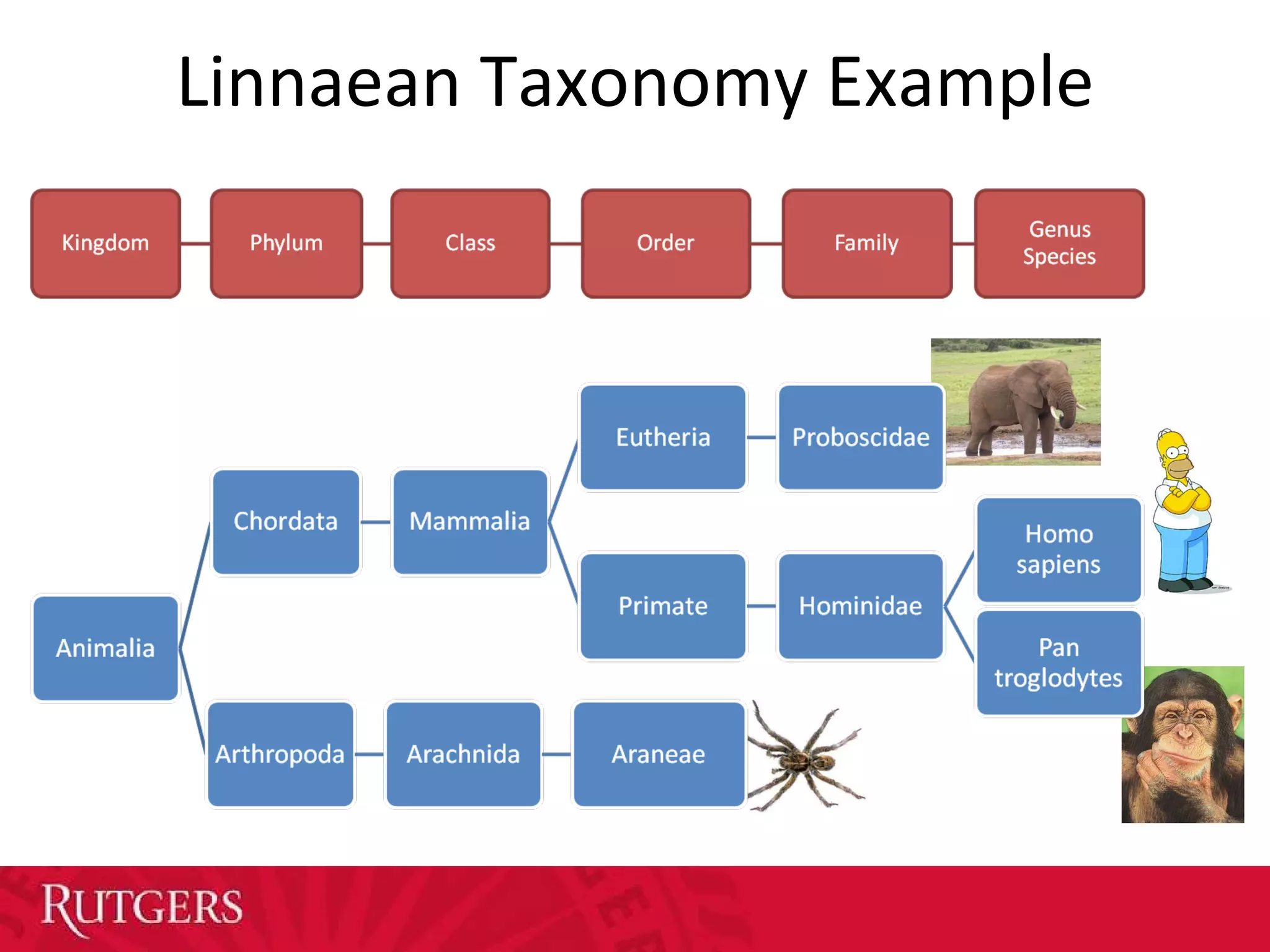 Similarity and Distance Measures for Hierarchical Taxonomies | PPT