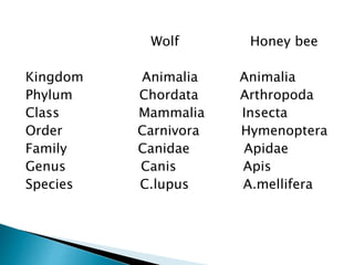 Taxonomic categories 6 | PPTX