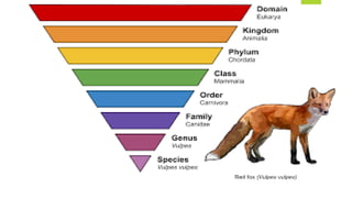 TAXONOMIC CLASSIFICATION IS VERY IMPORTANT.pptx