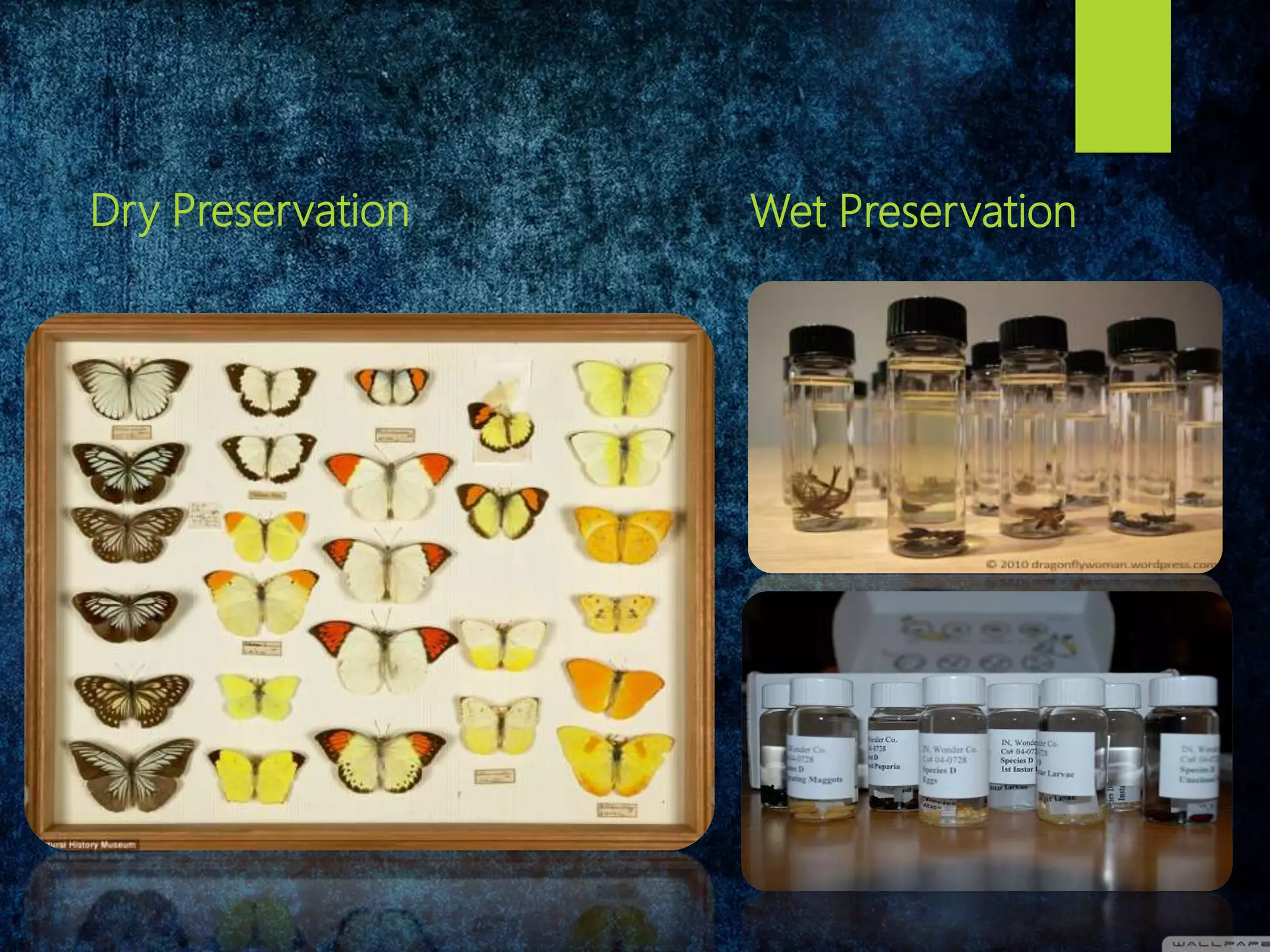 Taxonomic Collections, Preservation and Curating of Insects | PPTX