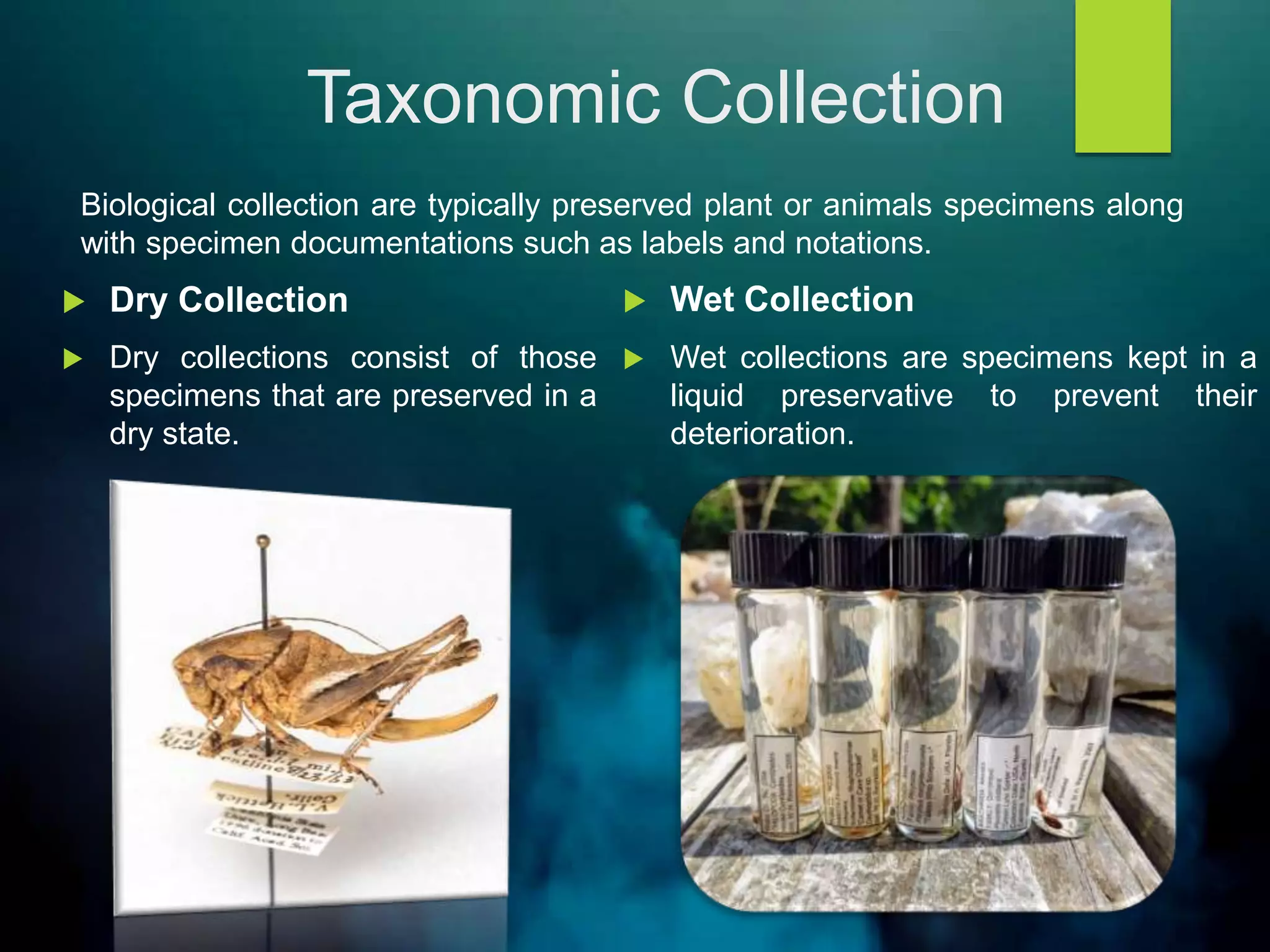 Taxonomic Collections, Preservation and Curating of Insects | PPTX