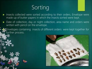 Taxonomic Collections, Preservation and Curating of Insects | PPTX