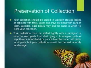 Taxonomic Collections, Preservation and Curating of Insects | PPTX