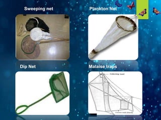 Taxonomic Collections, Preservation and Curating of Insects | PPTX