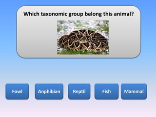 Taxonomic group game | PPTX