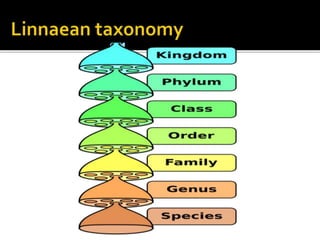 Taxonomic hierarchy | PPTX | Biological Sciences | Science