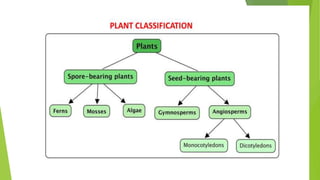 Taxonomic hierarchy | PPTX