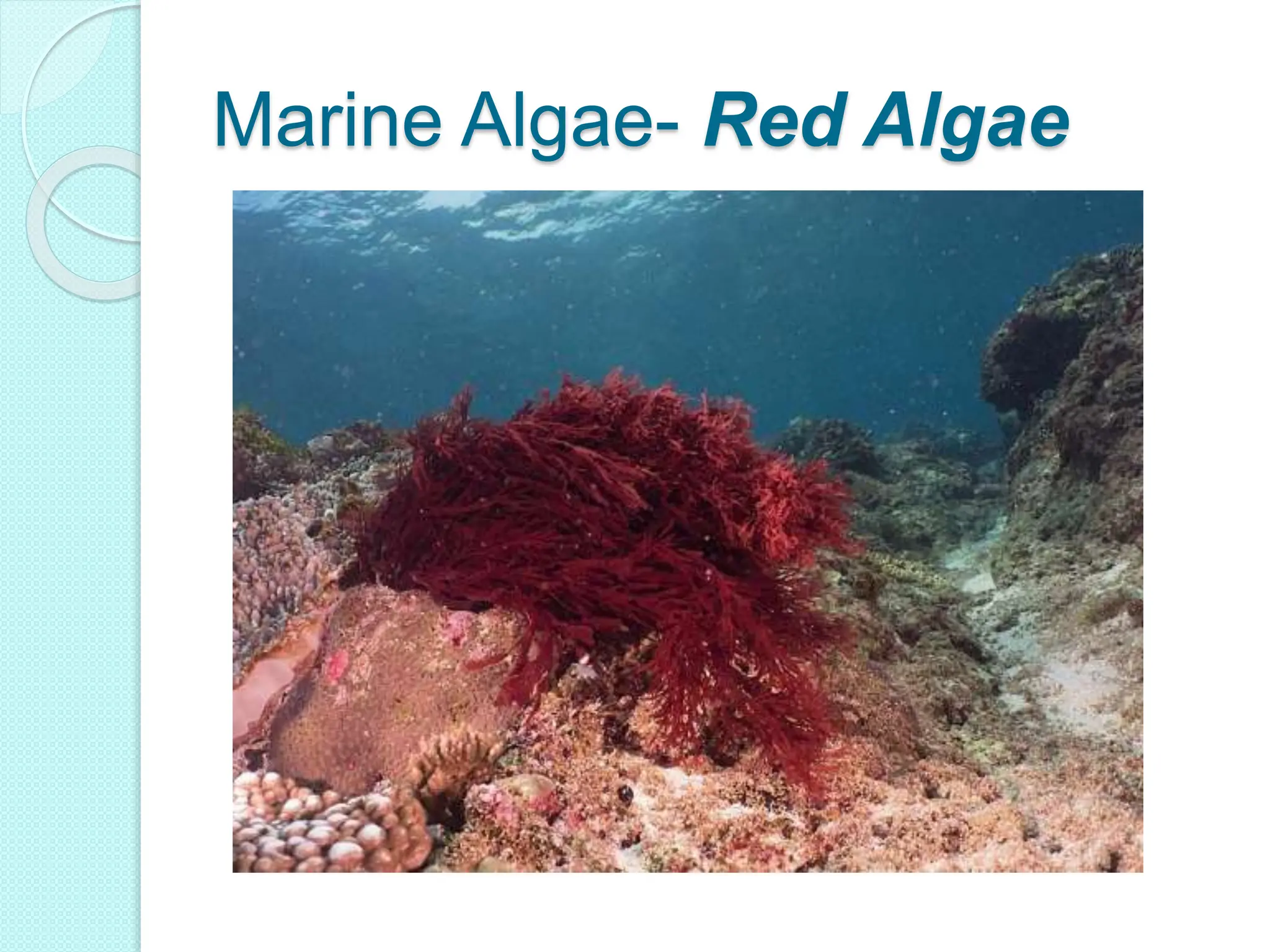 Taxonomic identification of micro and macro algae | PPTX