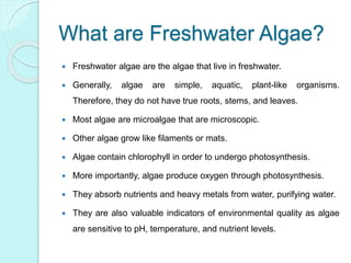 Taxonomic identification of micro and macro algae | PPTX