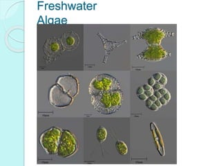 Taxonomic identification of micro and macro algae | PPTX