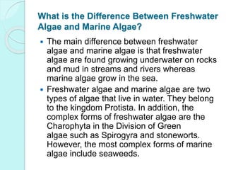 Taxonomic identification of micro and macro algae | PPTX