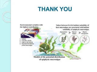 Taxonomic identification of micro and macro algae | PPTX