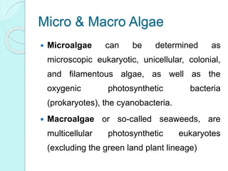 Taxonomic identification of micro and macro algae | PPTX