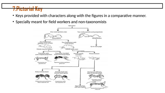 Taxonomic key..........................pptx