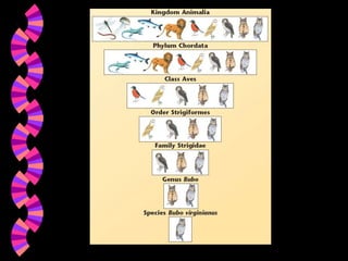 Taxonomic Key Powerpoint.ppt