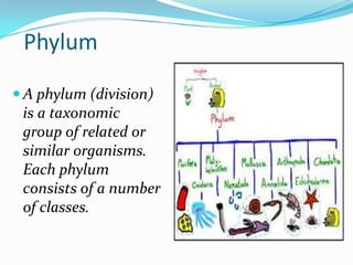 Taxonomic order | PPTX