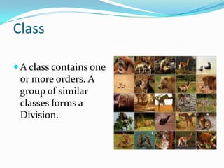 Taxonomic order | PPTX