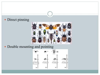 Taxonomic procedures.pptx