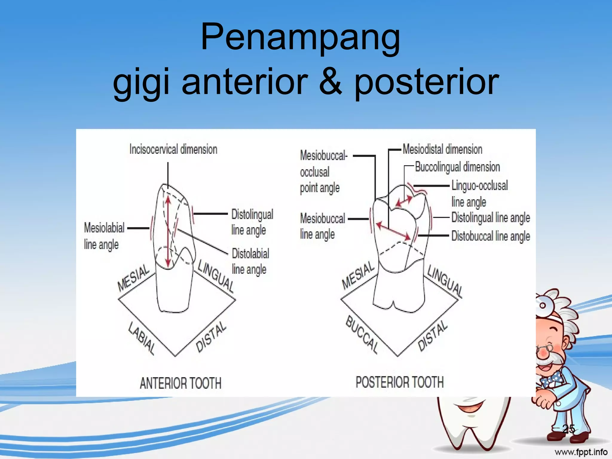 Taxonomi dan Nomenklatur Gigi | PPT