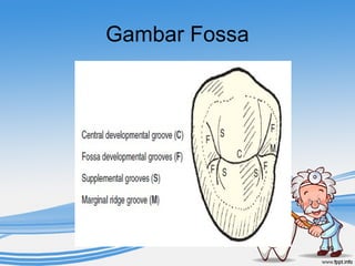 Taxonomi dan Nomenklatur Gigi | PPT