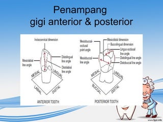 Taxonomi dan Nomenklatur Gigi | PPT