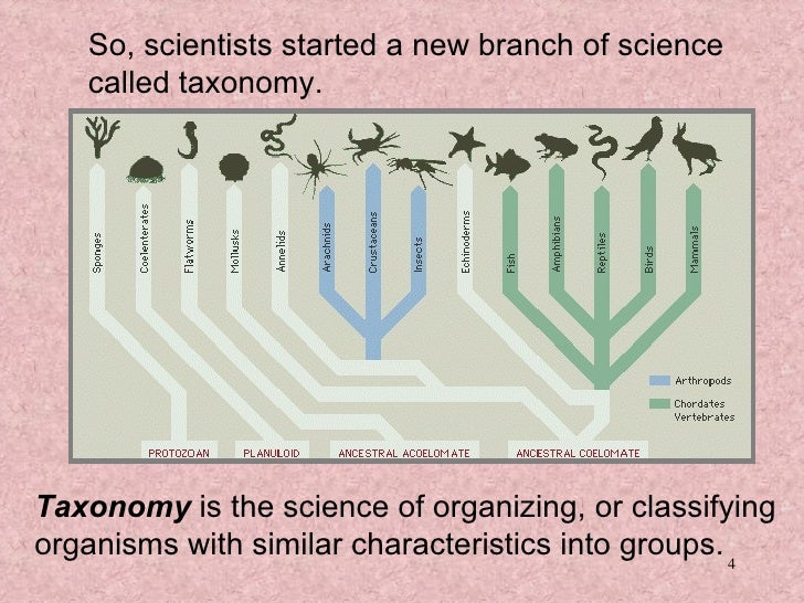 Taxonomy