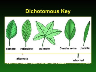 Taxonomy | PPT