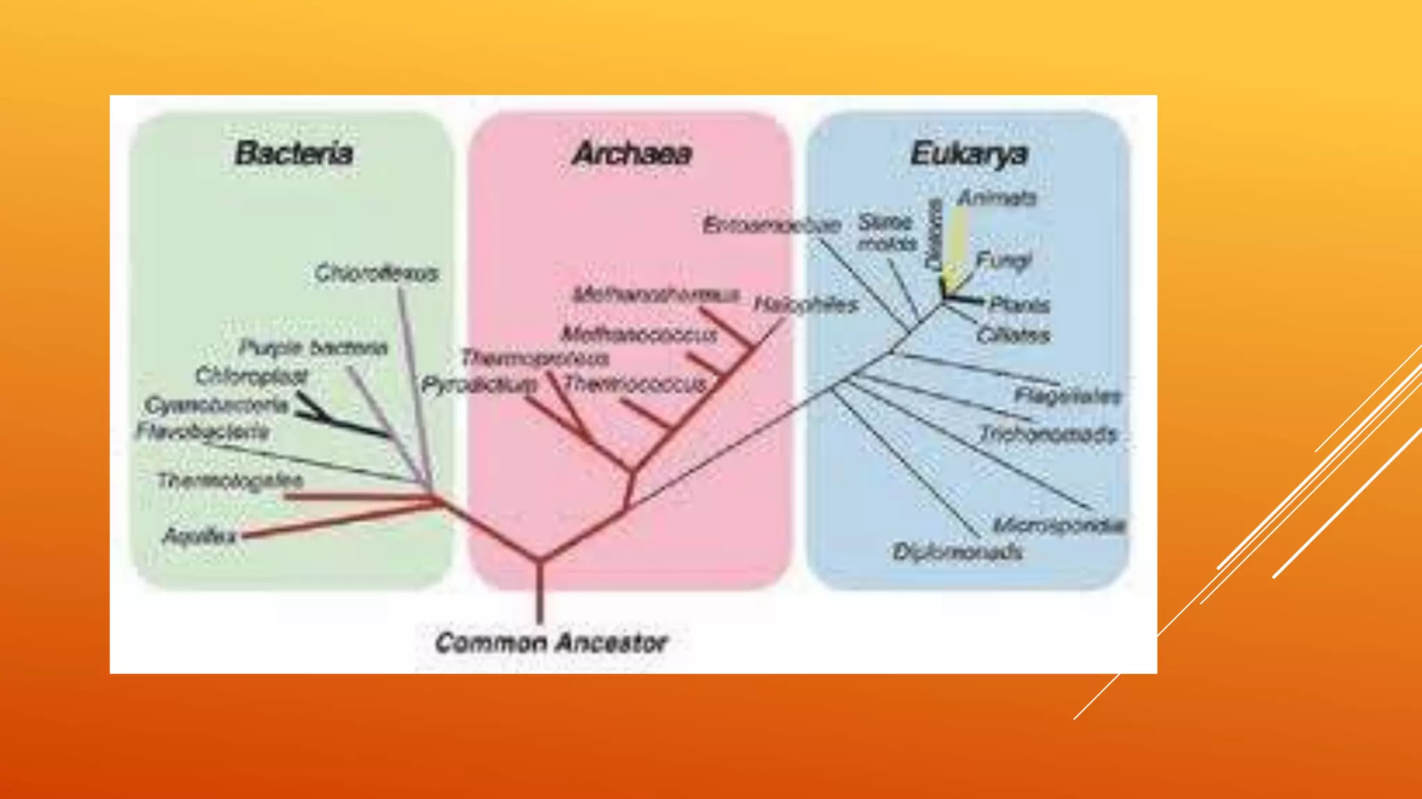 Taxonomy Pptx